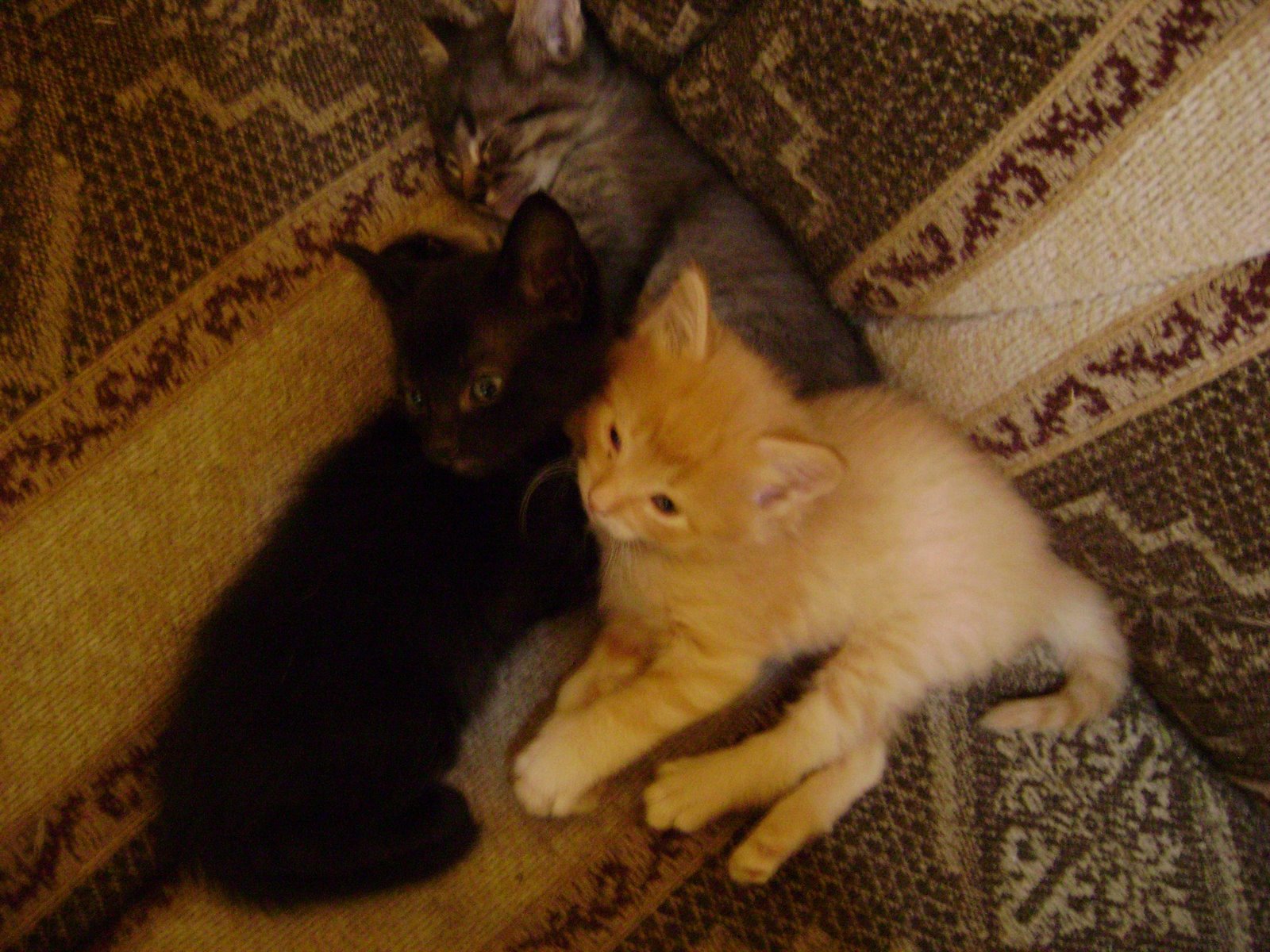 Gatitos de Saltillo – Minerva Ocampo