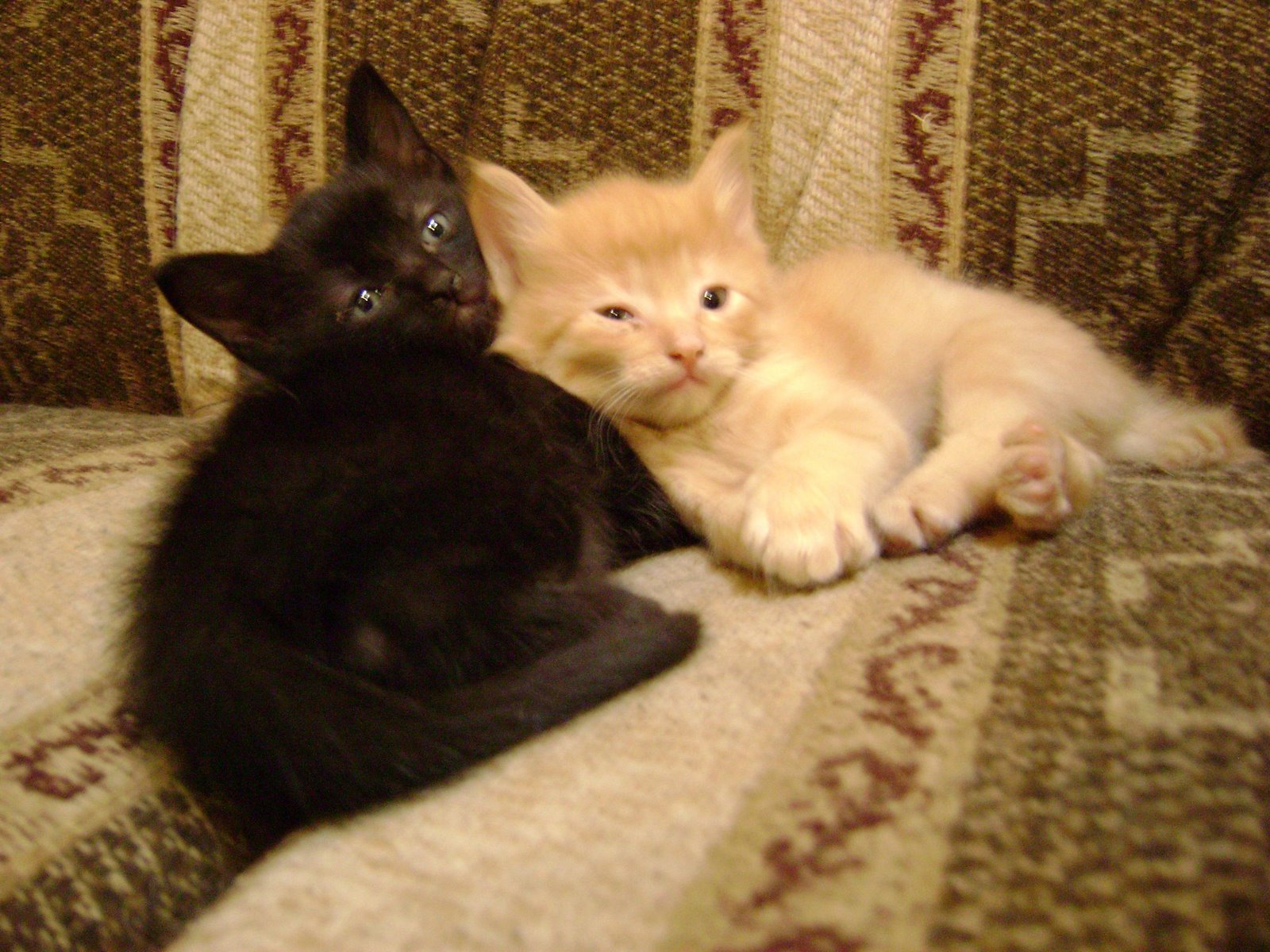 Gatitos de Saltillo – Minerva Ocampo